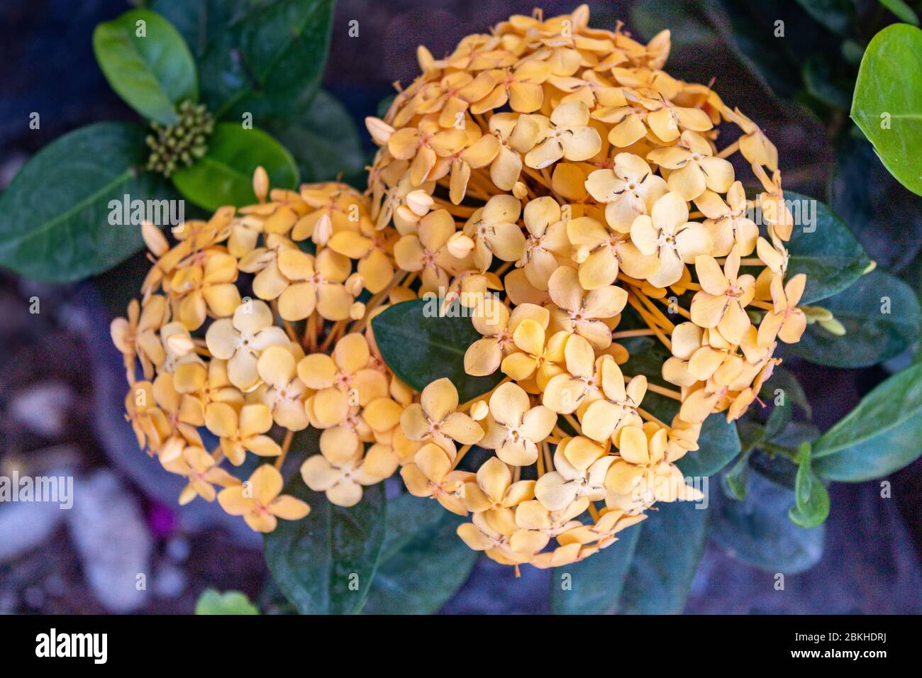 Porcelainflower or Wax Plant has antibacterial properties and looks ...