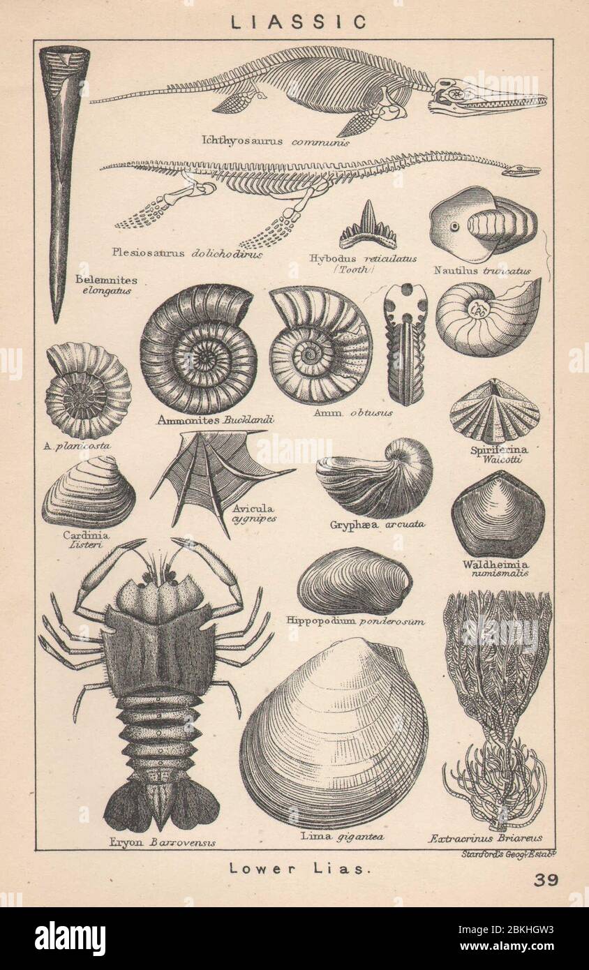 BRITISH FOSSILS. Liassic - Lower Lias. STANFORD 1907 old antique print ...