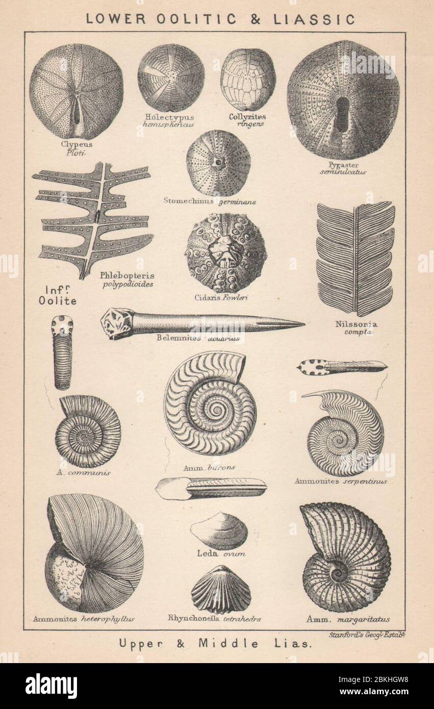 BRITISH FOSSILS. Lower Oolitic & Liassic - Upper and Middle Lias ...