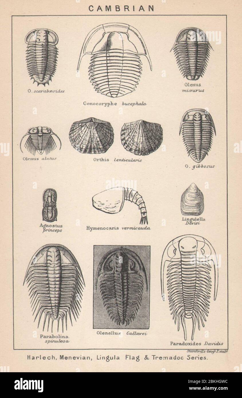 BRITISH FOSSILS. Cambrian. Harlech Menevian Lingula Flag Tremadoc ...