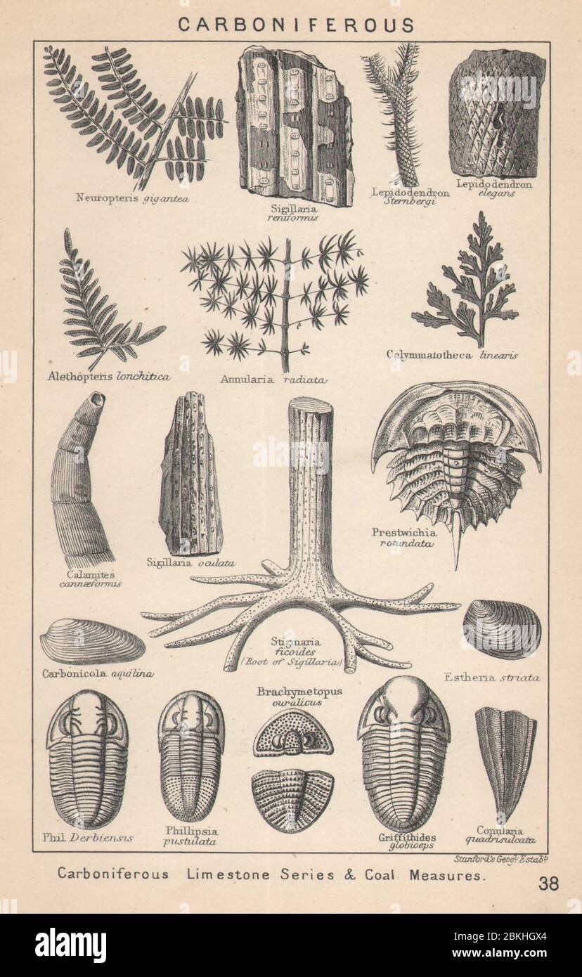 BRITISH FOSSILS. Carboniferous Limestone Series & Coal Measures ...