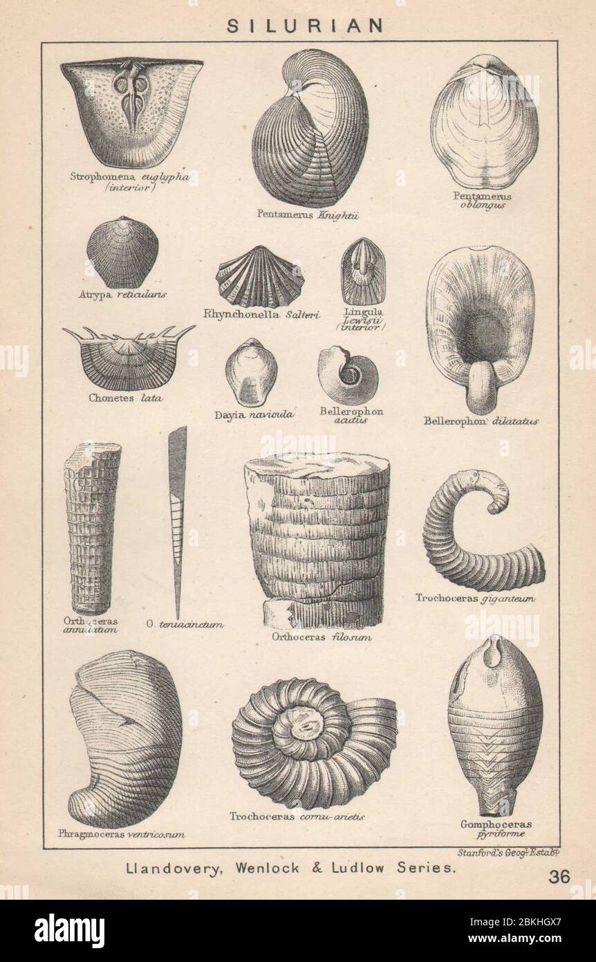 BRITISH FOSSILS. Silurian - Llandovery, Wenlock & Ludlow Series 2 ...