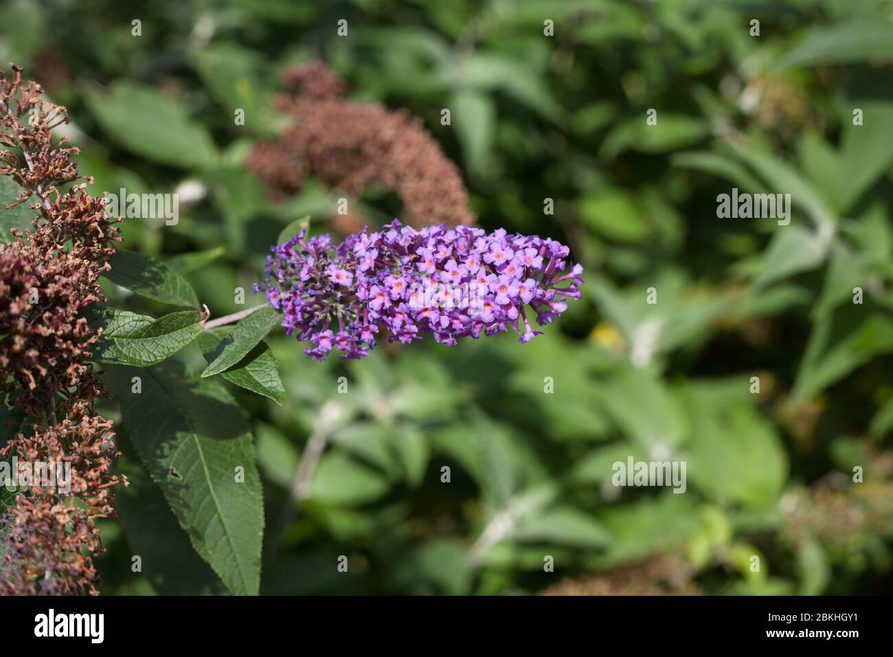 Buddleia tree hi-res stock photography and images - Alamy