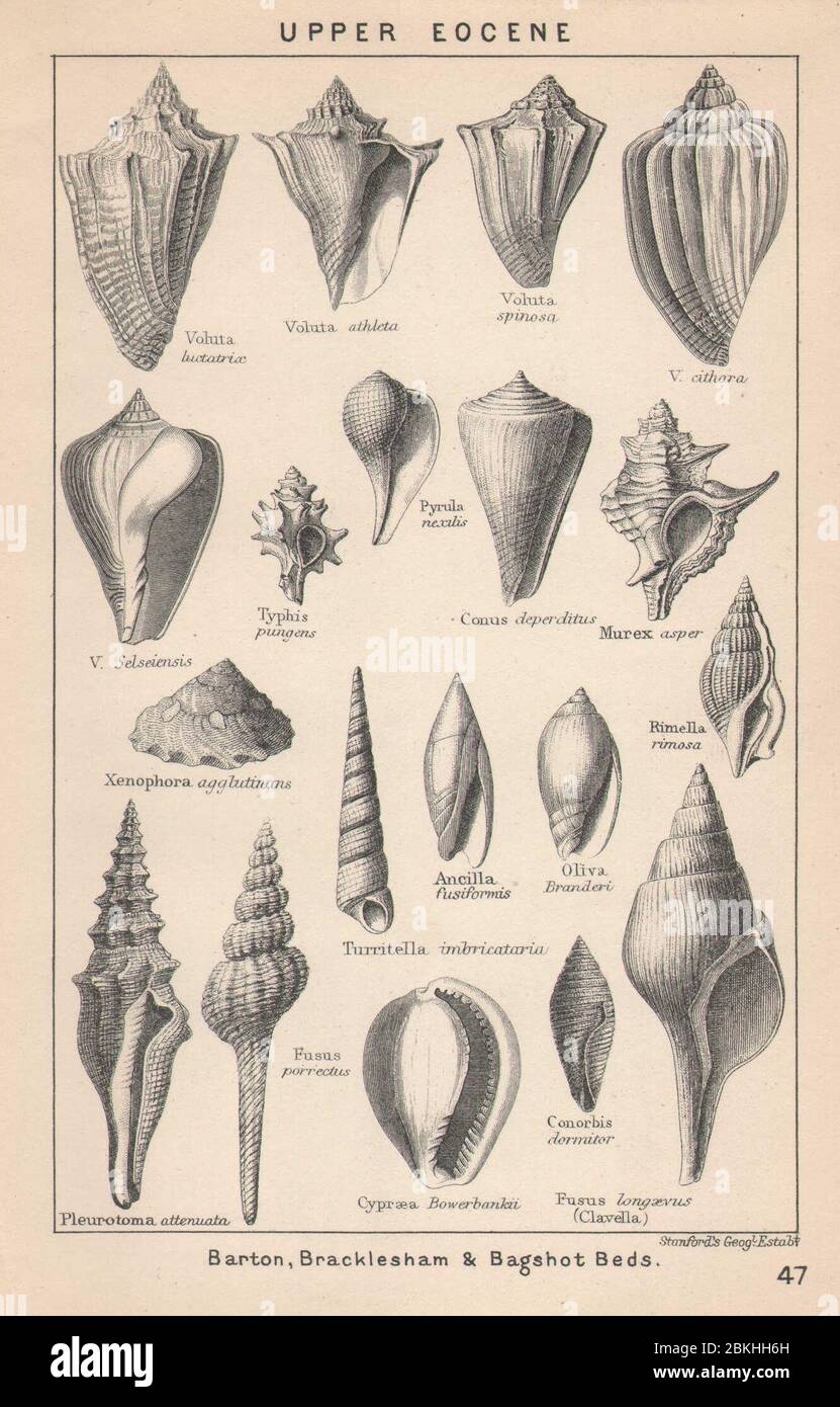 BRITISH FOSSILS. Upper Eocene. Barton, Bracklesham Bagshot Beds 2 ...