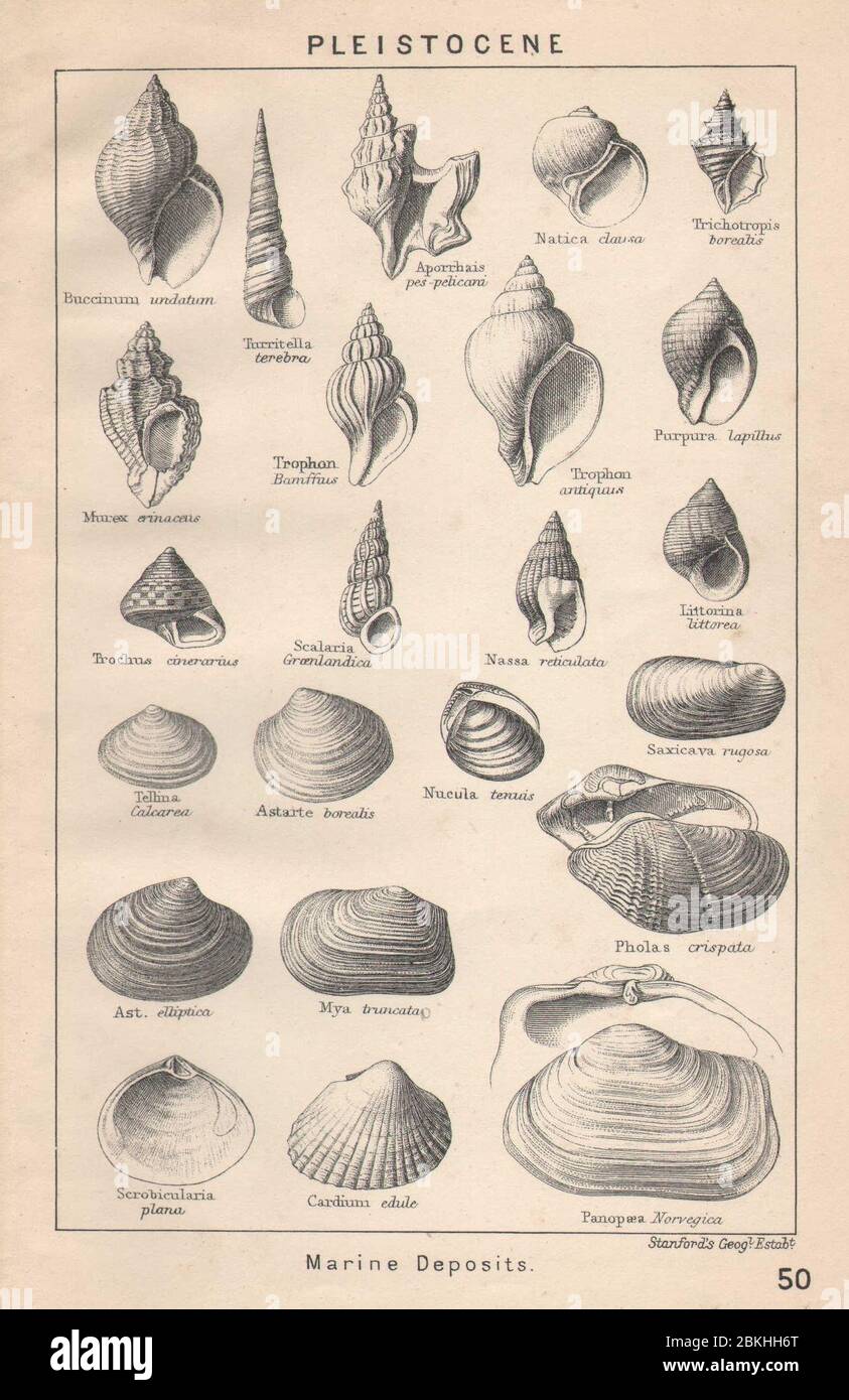 Marine fossils hi-res stock photography and images - Alamy