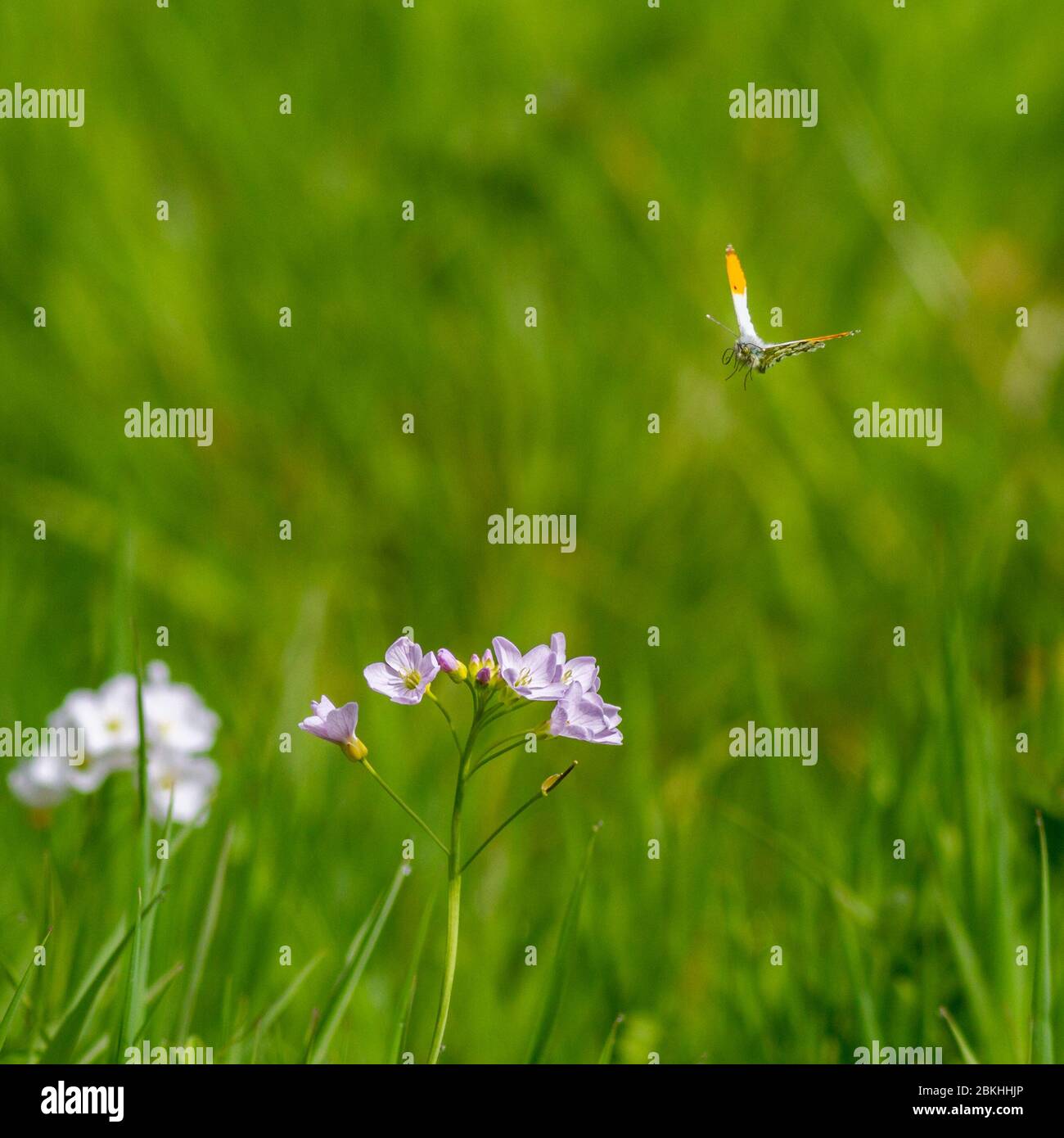 Butterfly in flight england hi-res stock photography and images - Alamy