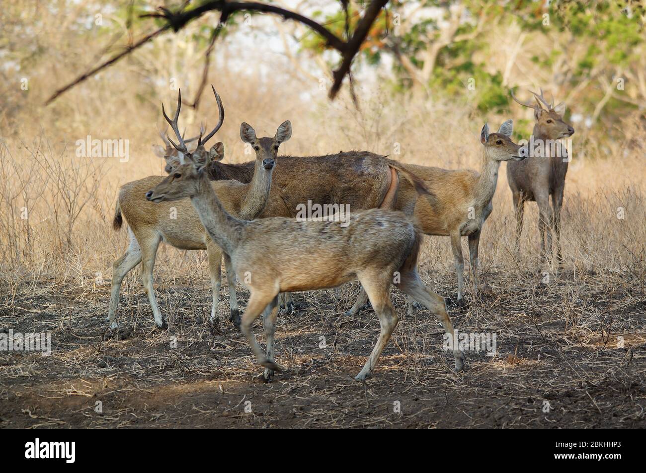 Javan rusa or Sunda sambar (Rusa timorensis) is a deer species that is ...