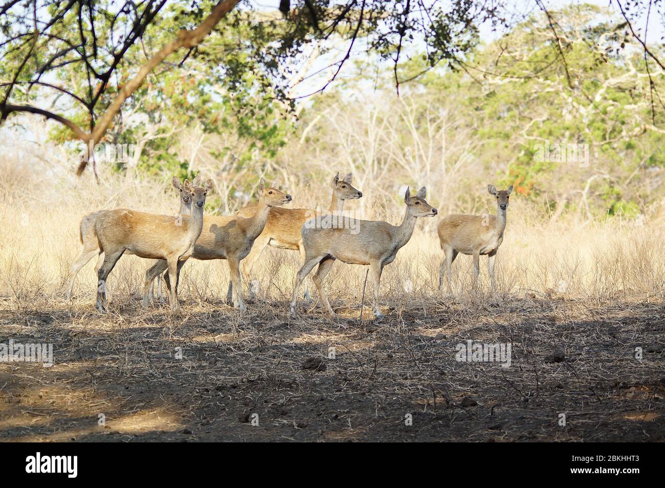 Javan rusa or Sunda sambar (Rusa timorensis) is a deer species that is ...