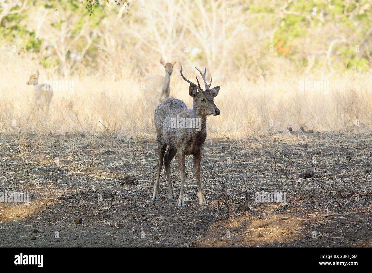 Javan rusa or Sunda sambar (Rusa timorensis) is a deer species that is ...