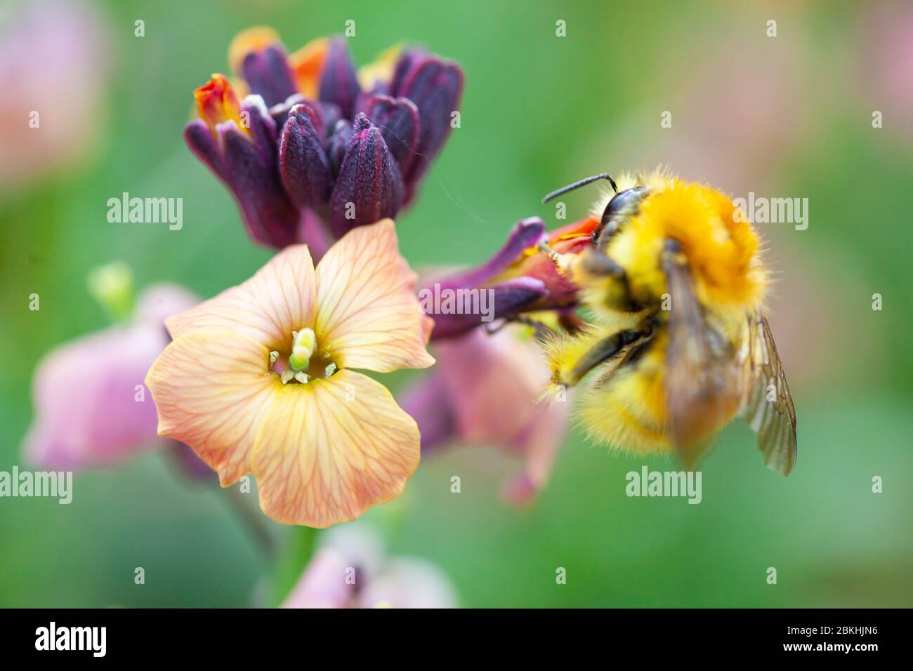 Wild Nature concept - Common Carder Bee (Bombus pascuorum) foraging for ...