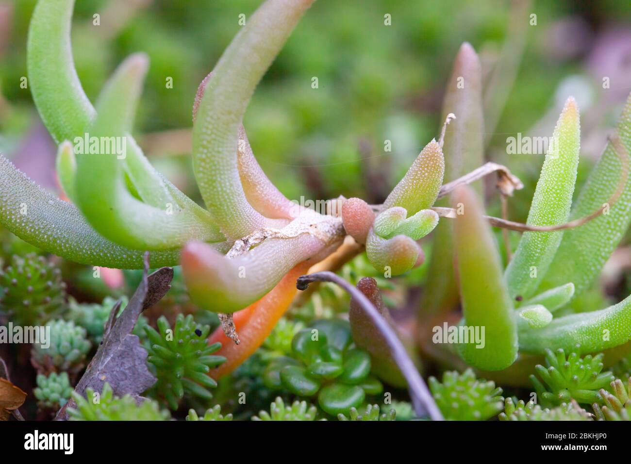 Bugs eye view leafy hi-res stock photography and images - Alamy