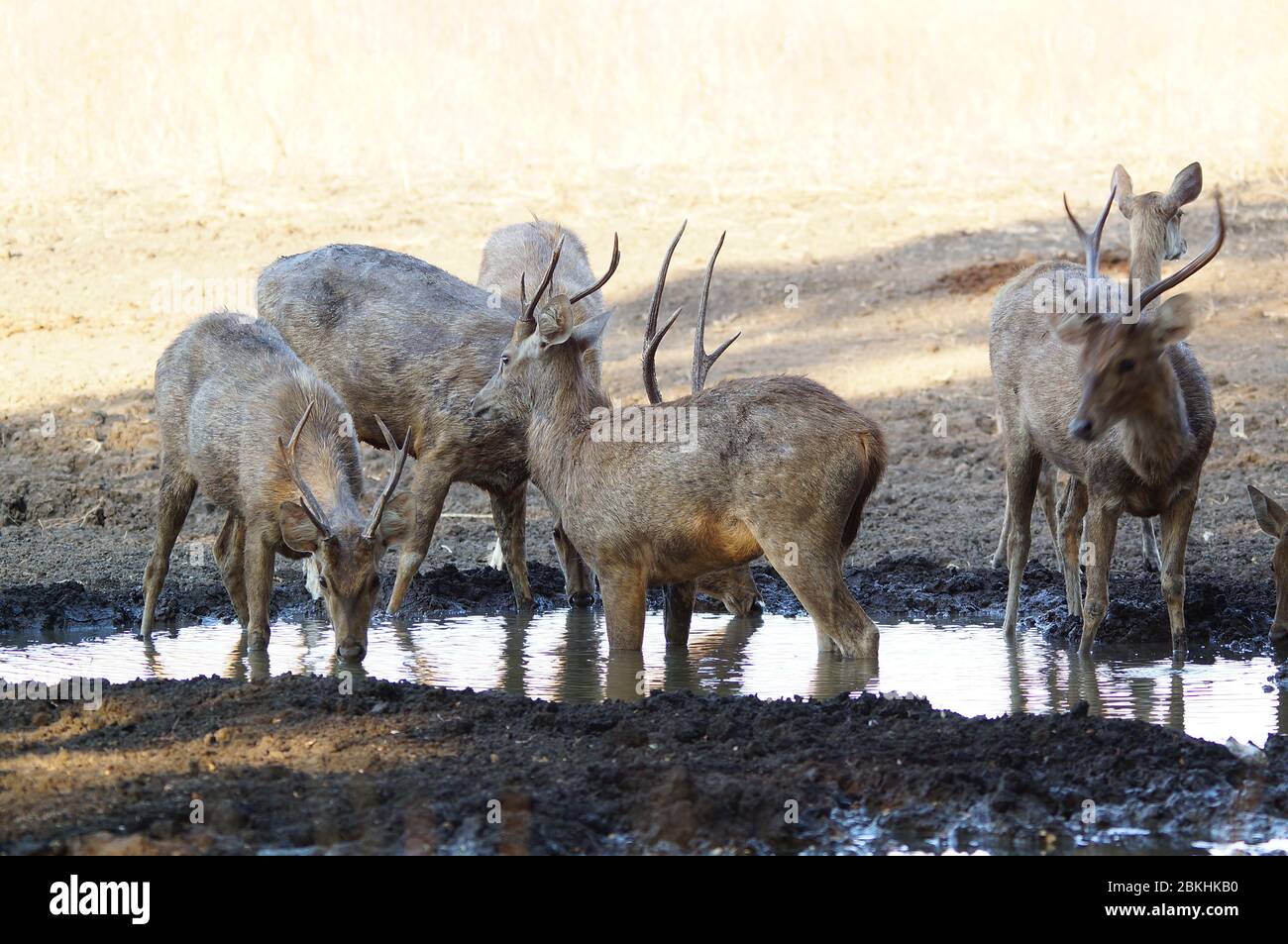 Javan rusa or Sunda sambar (Rusa timorensis) is a deer species that is ...