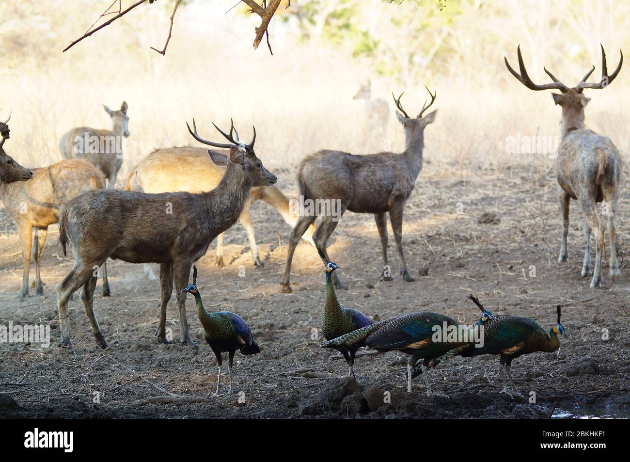 Javan rusa or Sunda sambar (Rusa timorensis) is a deer species that is ...
