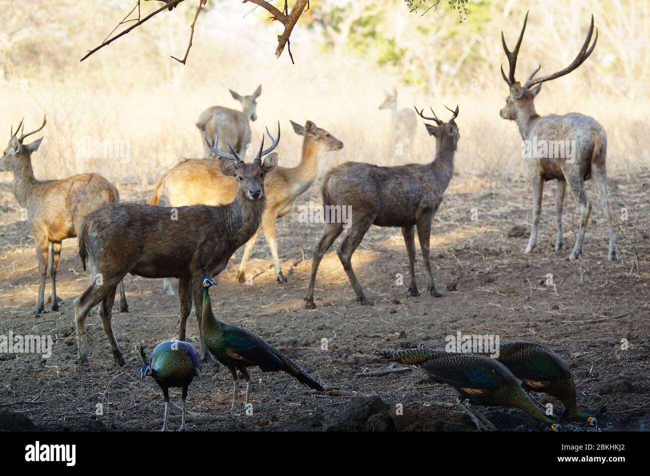 Javan rusa or Sunda sambar (Rusa timorensis) is a deer species that is ...