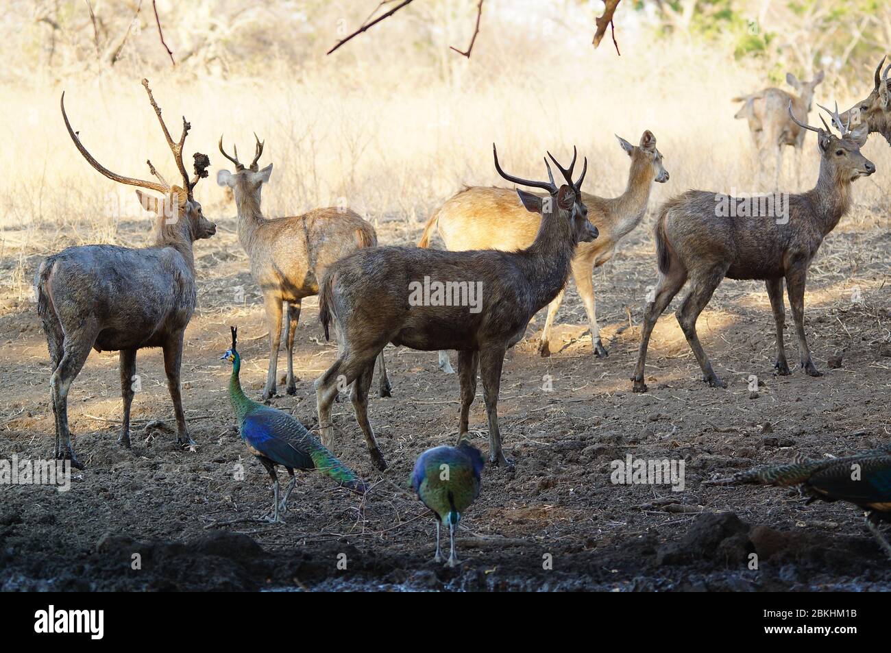 Javan rusa or Sunda sambar (Rusa timorensis) is a deer species that is ...