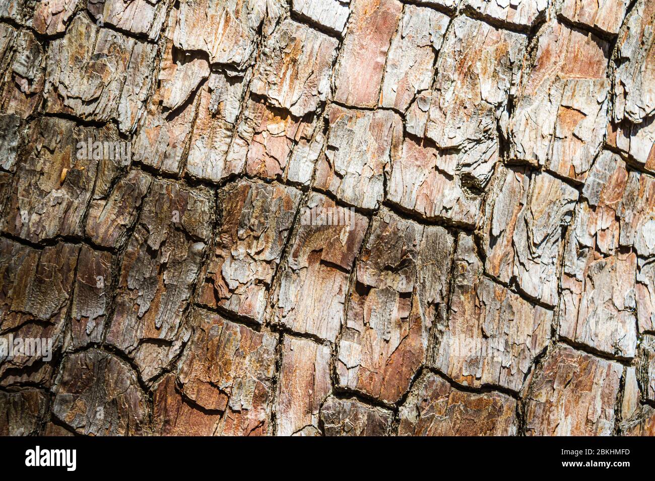 Highly detailed tree bark background with a little bit of shadow on it ...