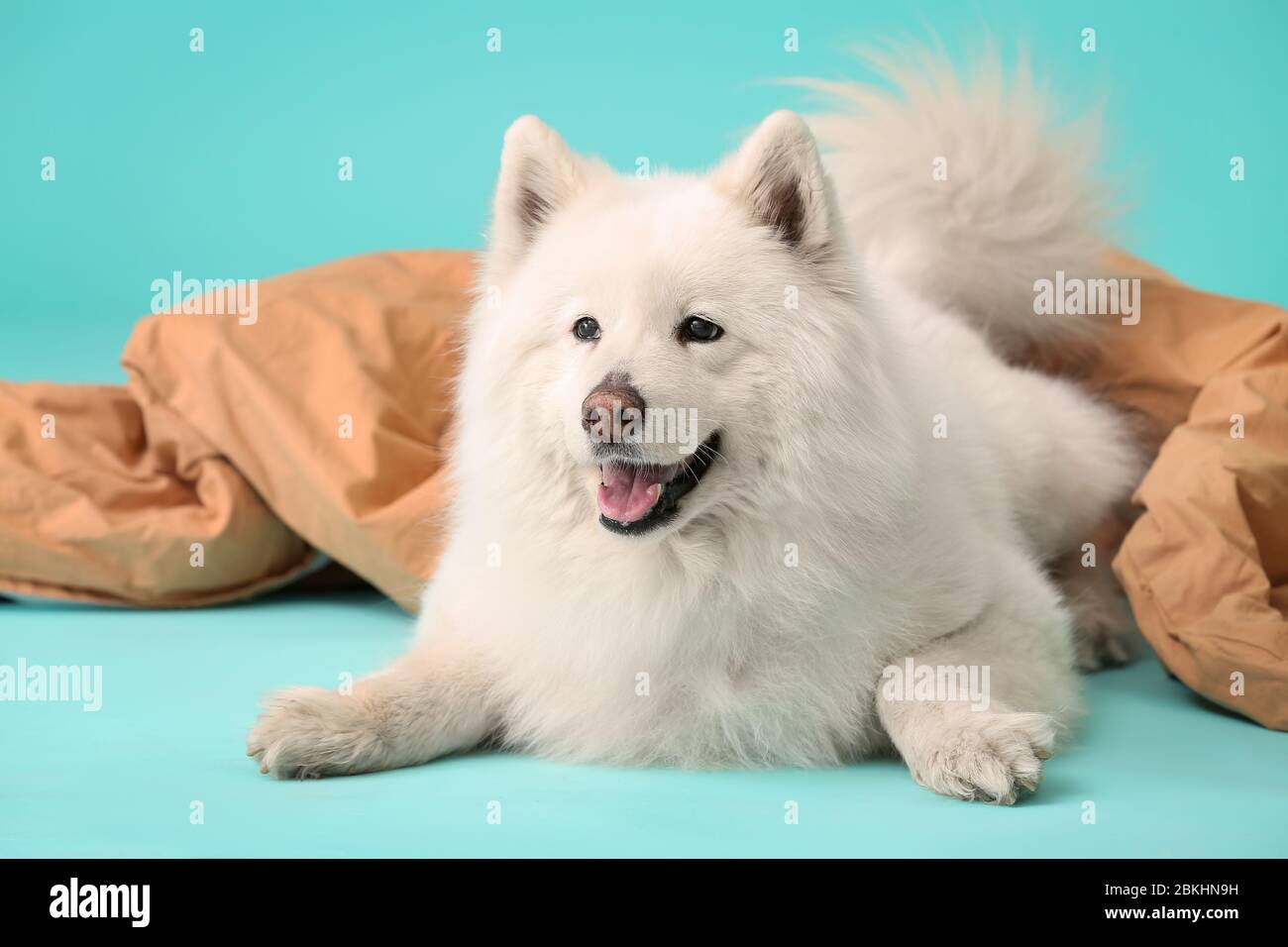 Cute samoyed dog with plaid on color background Stock Photo - Alamy