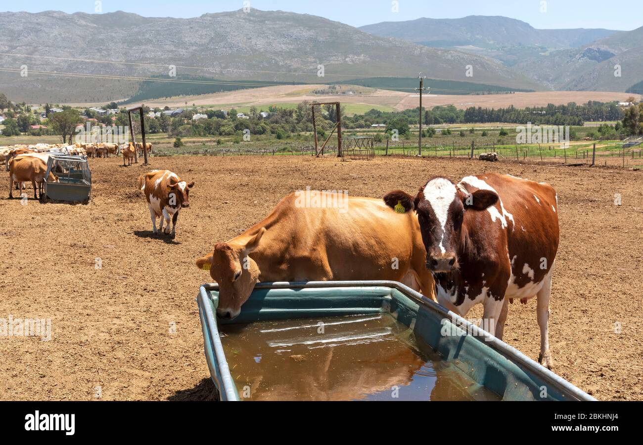 Overberg, Caledon, Western Cape, South Africa. 2019 Stock Photo - Alamy