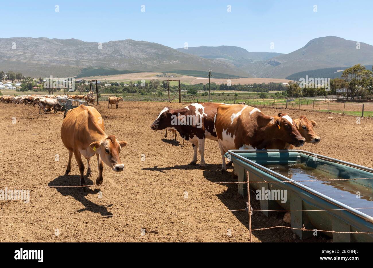 Water trough africa hi-res stock photography and images - Alamy