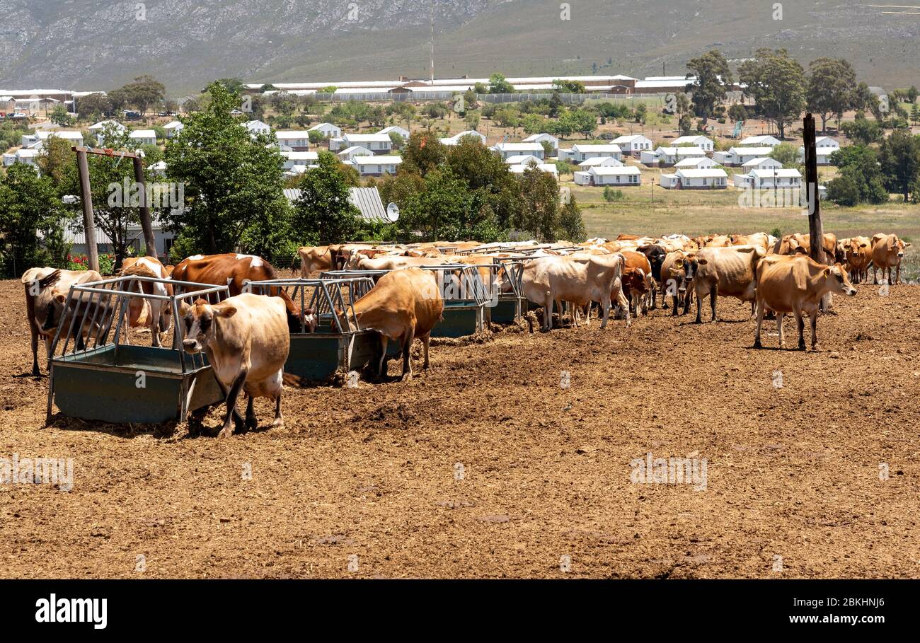 Overberg caledon hi-res stock photography and images - Alamy