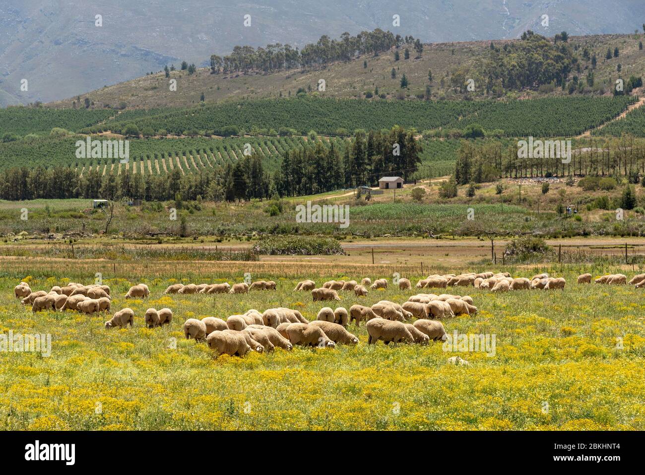 Overberg, Caledon, Western Cape, South Africa. 2019. Sheep grazing in a ...