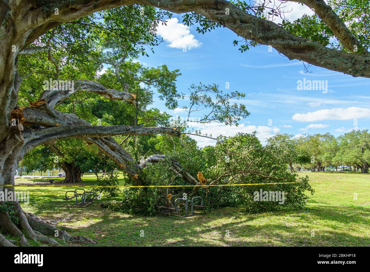 Snapped tree limb hi-res stock photography and images - Alamy