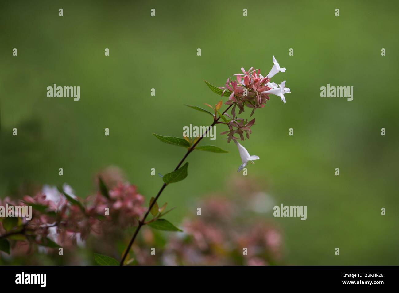 Abelia High Resolution Stock Photography and Images - Alamy