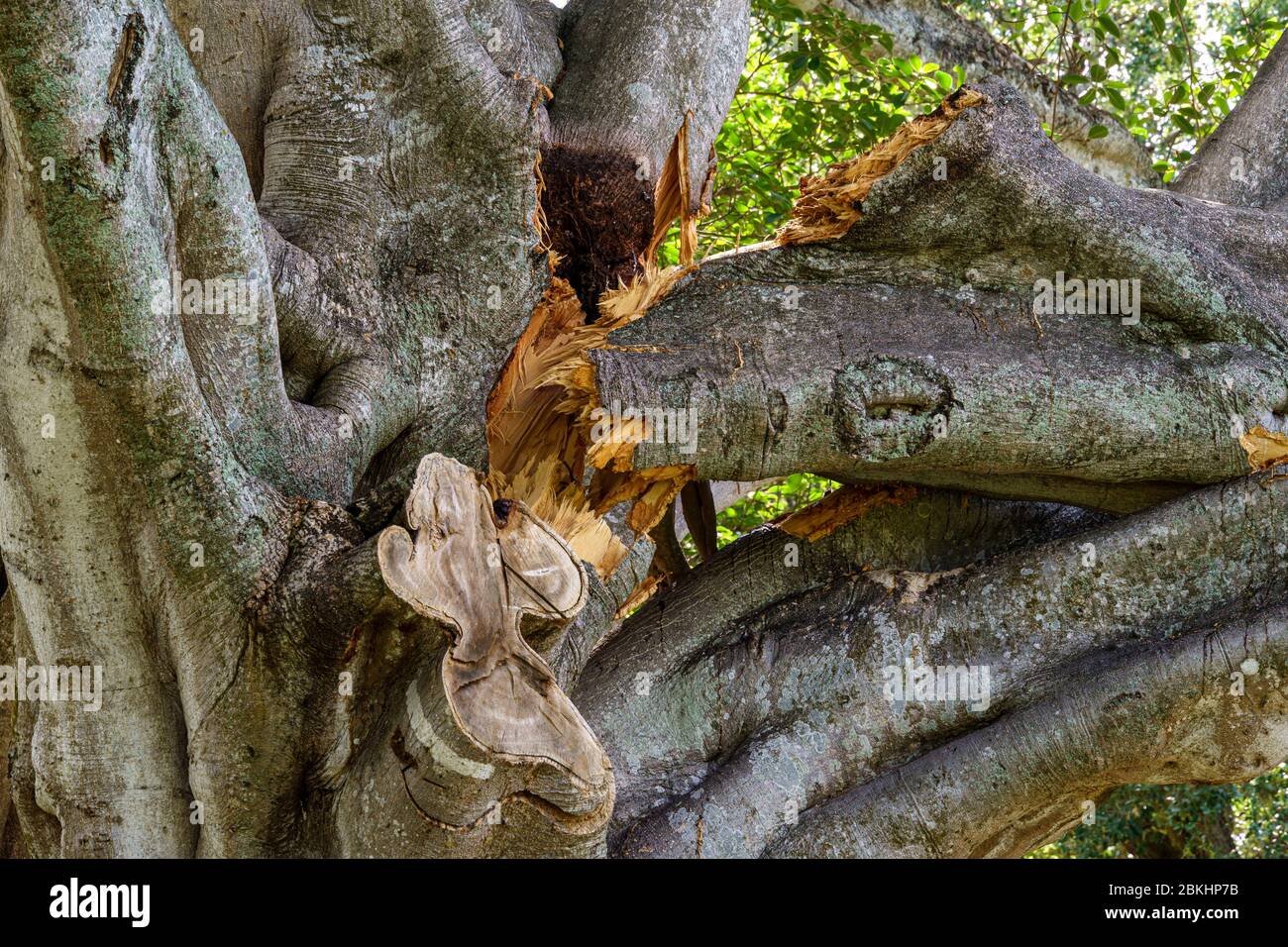 Base of large tree branch broken after storm - Hollywood, Florida, USA ...
