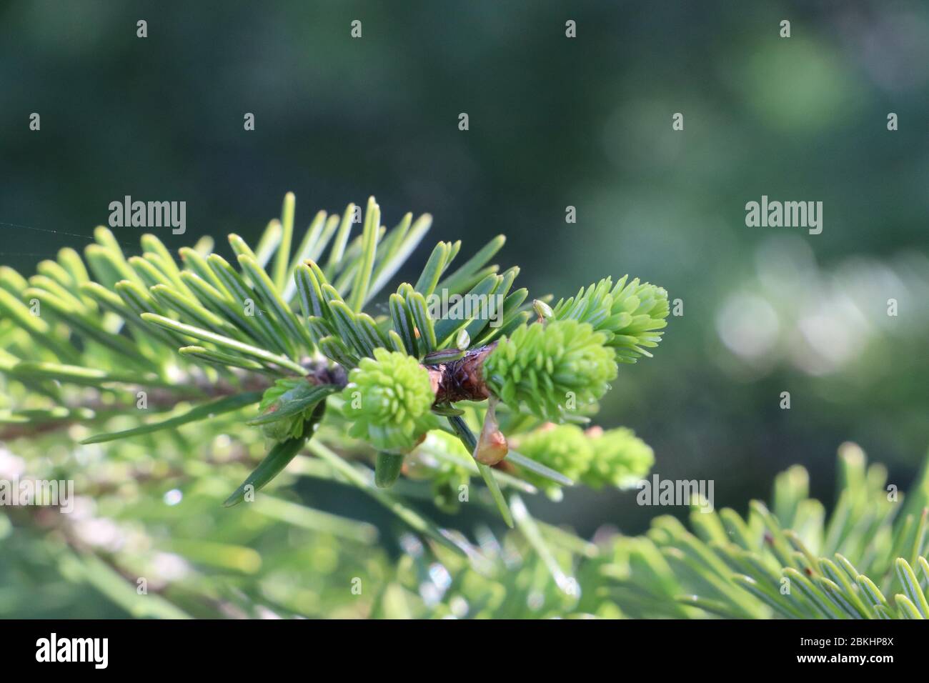 Fir tree fir tree hi-res stock photography and images - Alamy