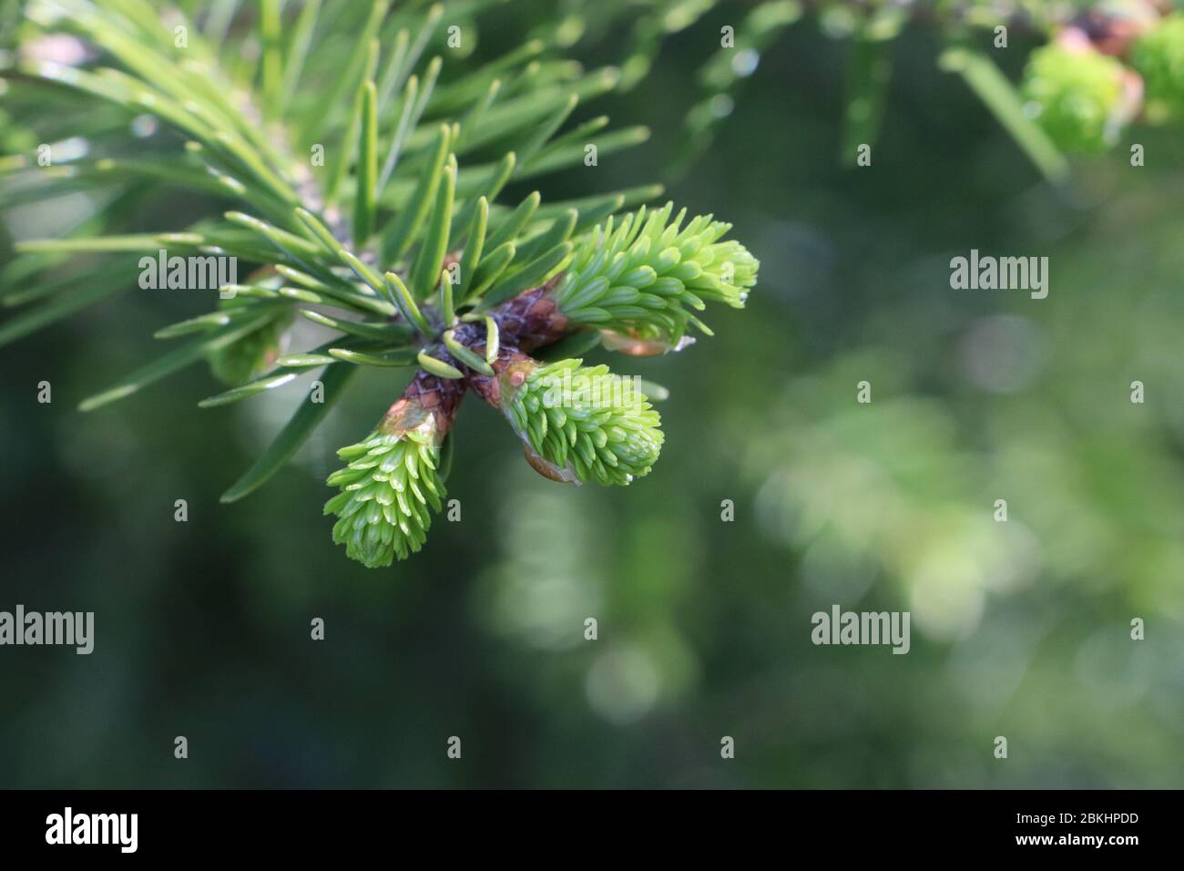 Fir tree buds and needles Stock Photo - Alamy
