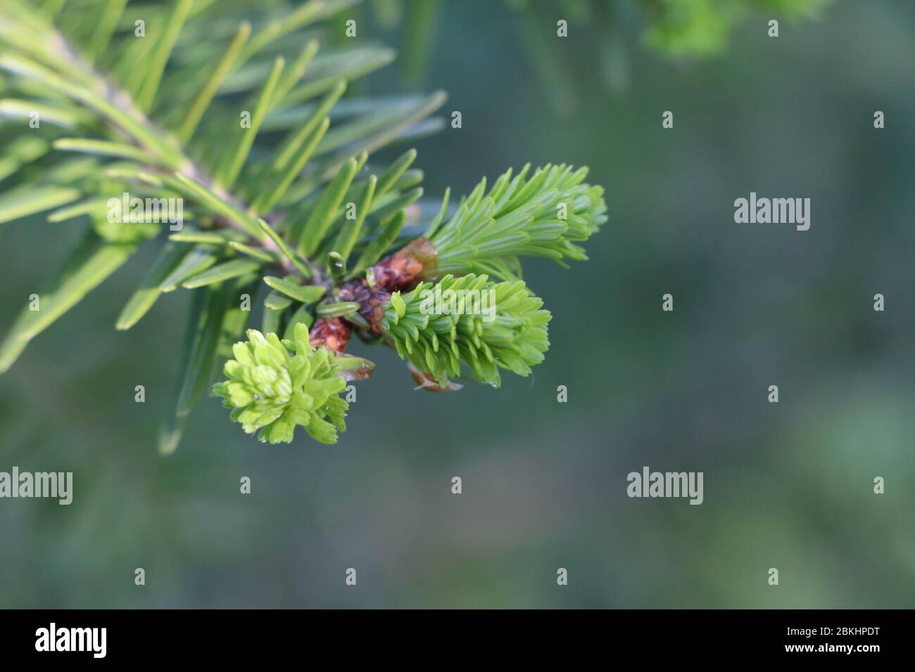 Fir tree fir tree hi-res stock photography and images - Alamy