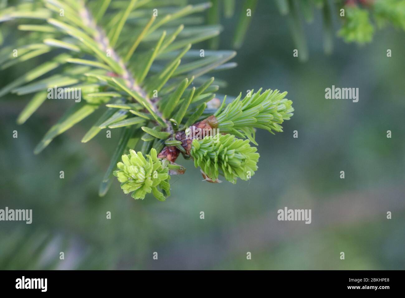 Fir tree buds and needles Stock Photo - Alamy
