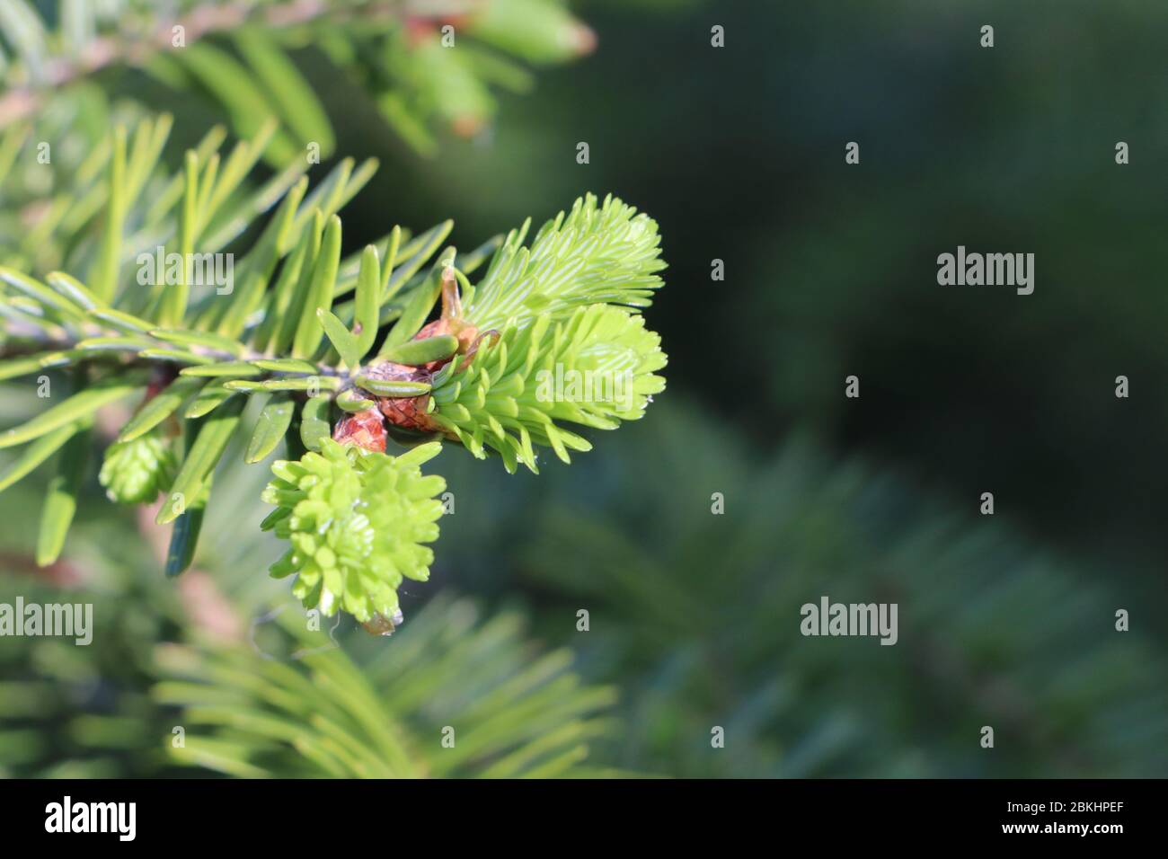 Evergreen tree buds hi-res stock photography and images - Alamy