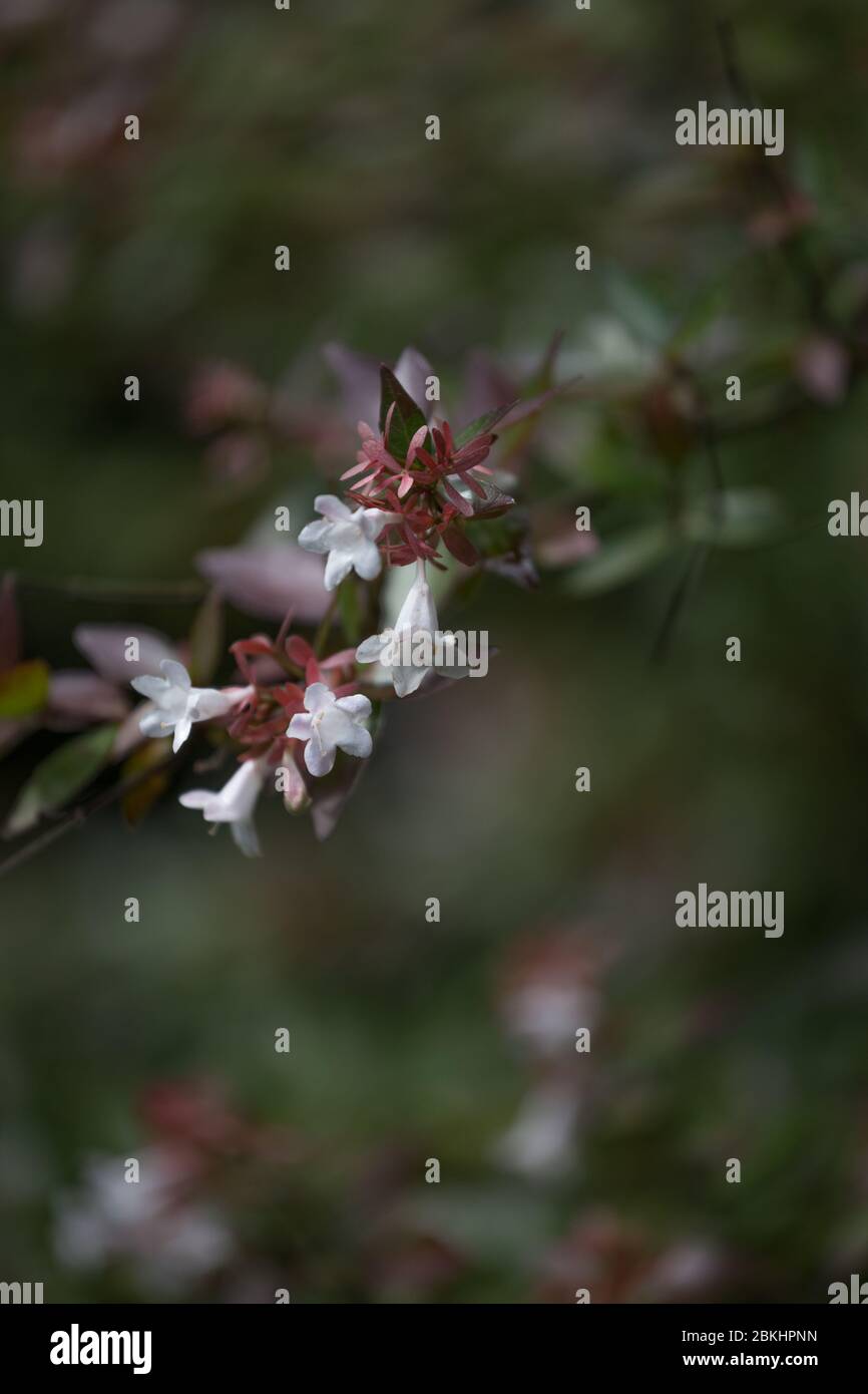 Abelia High Resolution Stock Photography and Images - Alamy