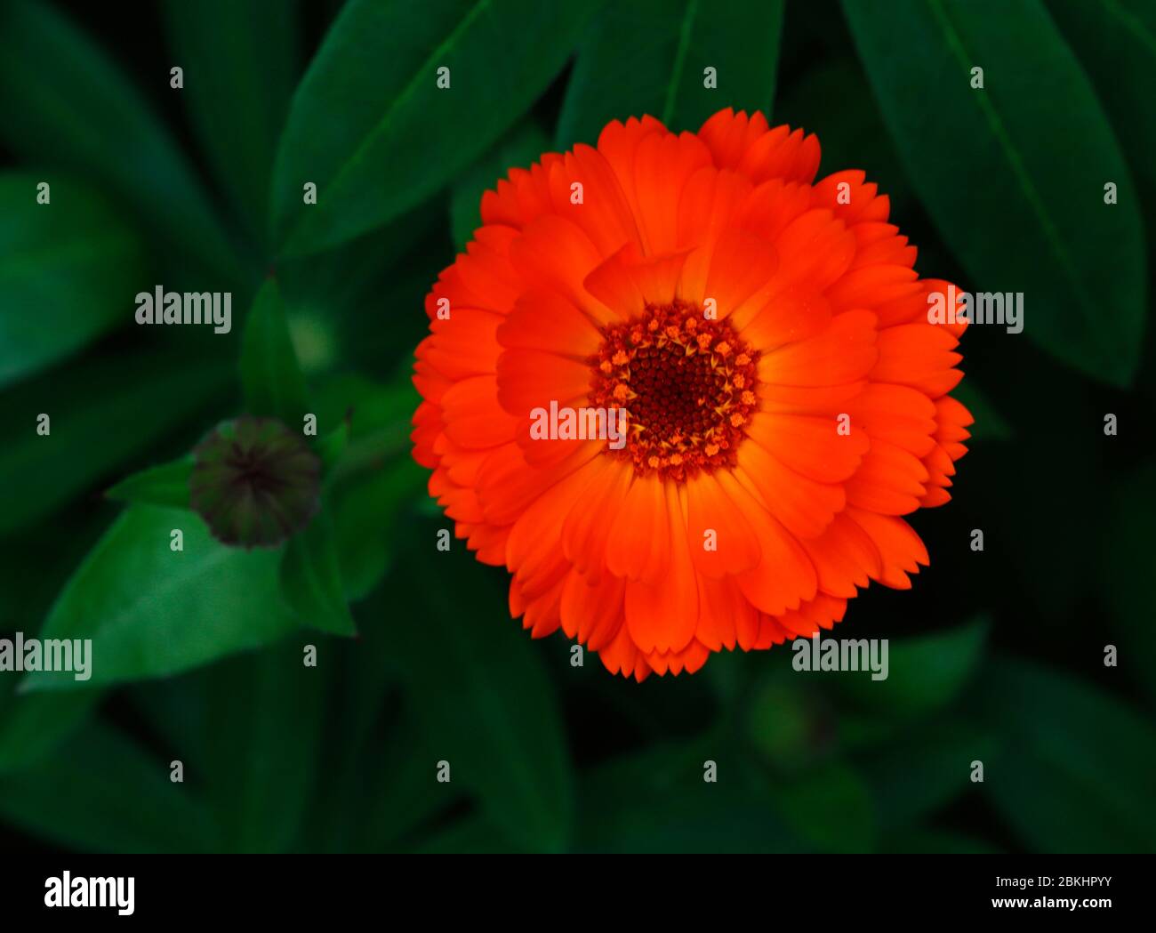 A view of the flowerhead of a Calendula, Calendula officinalis, in a ...