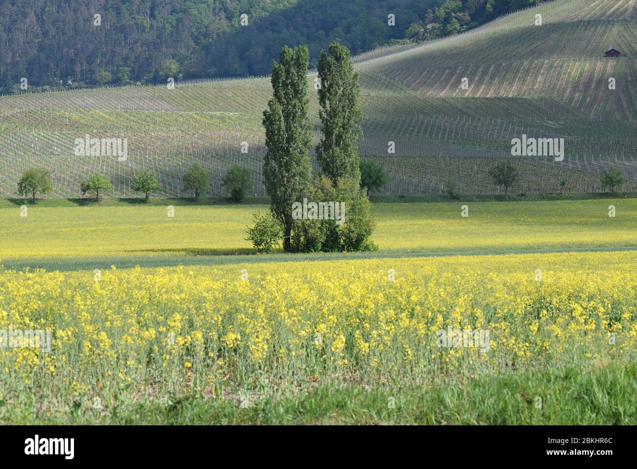 Columnar poplar hi-res stock photography and images - Alamy