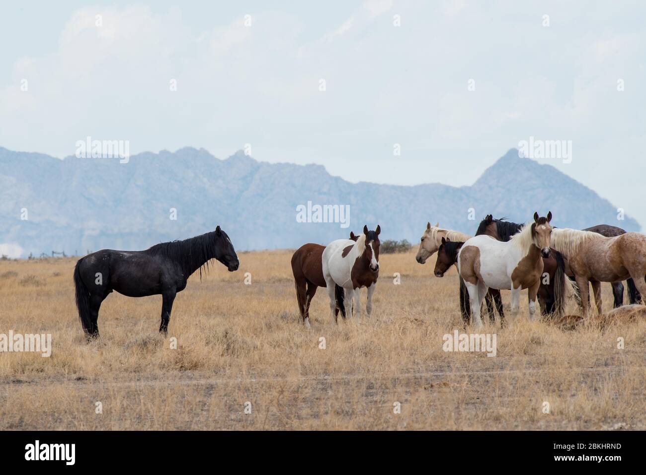 Wild Mustangs roam free on the western desert of Utah, USA. This bard ...