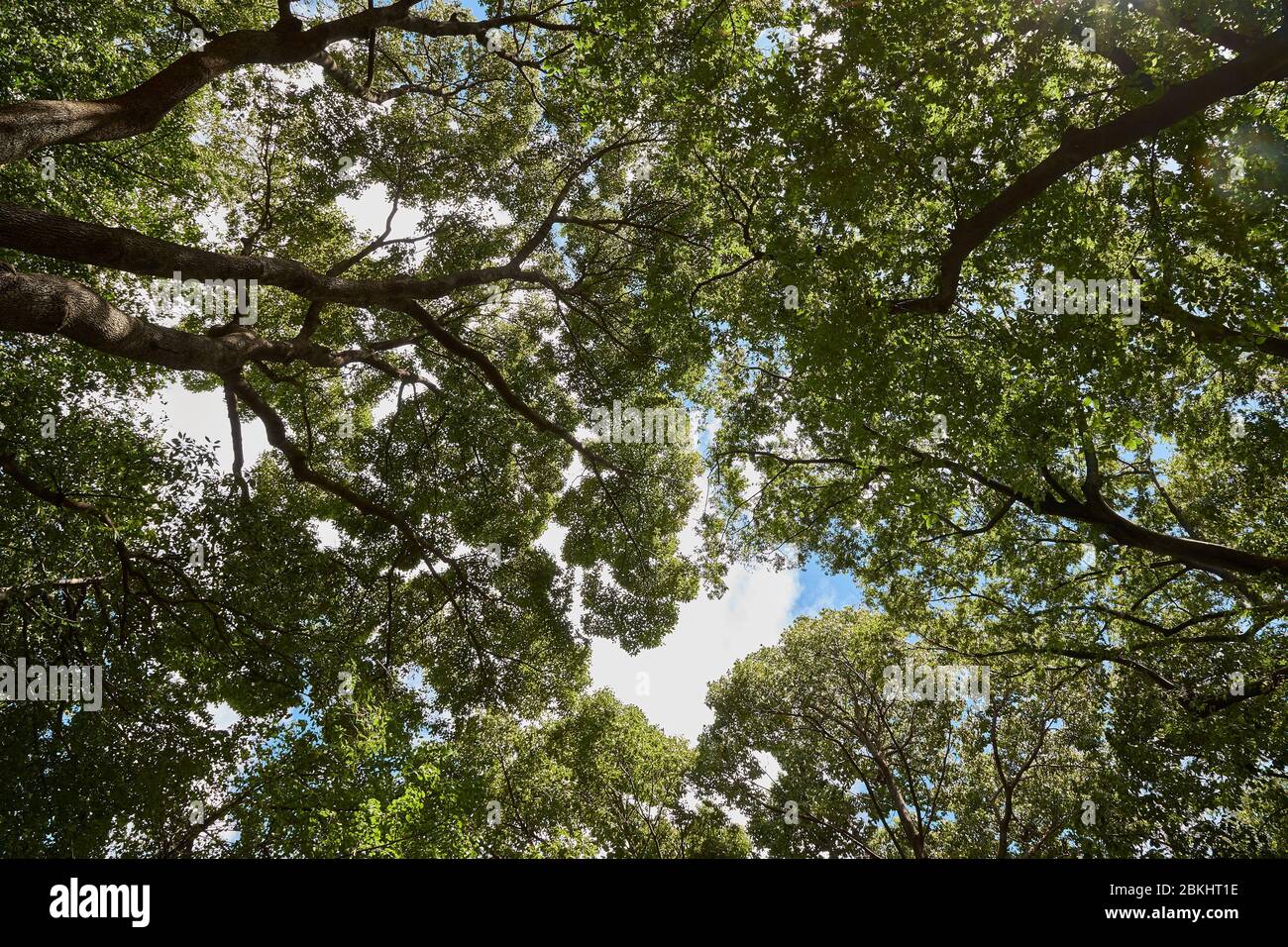 Natural looking light hi-res stock photography and images - Alamy