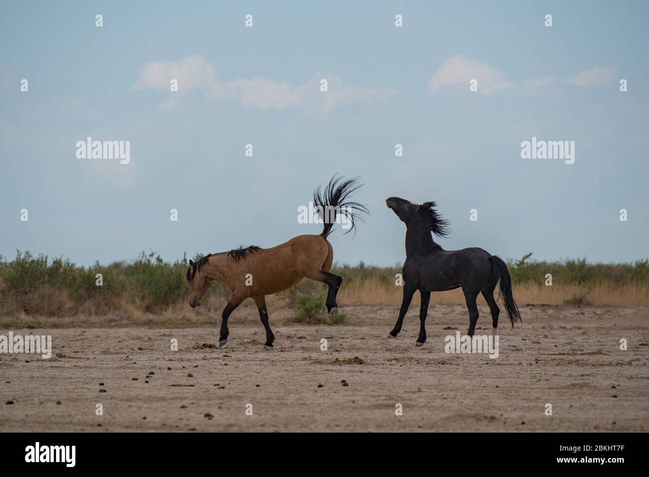 Wild Mustangs fighting for territory and the right to mate. These ...