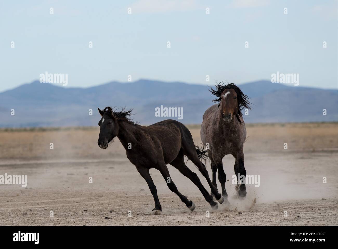 Wild Mustangs fighting for territory and the right to mate. These ...
