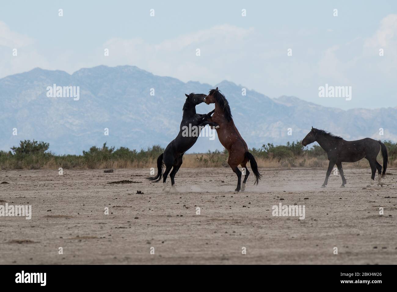 Wild horse fighting hi-res stock photography and images - Alamy