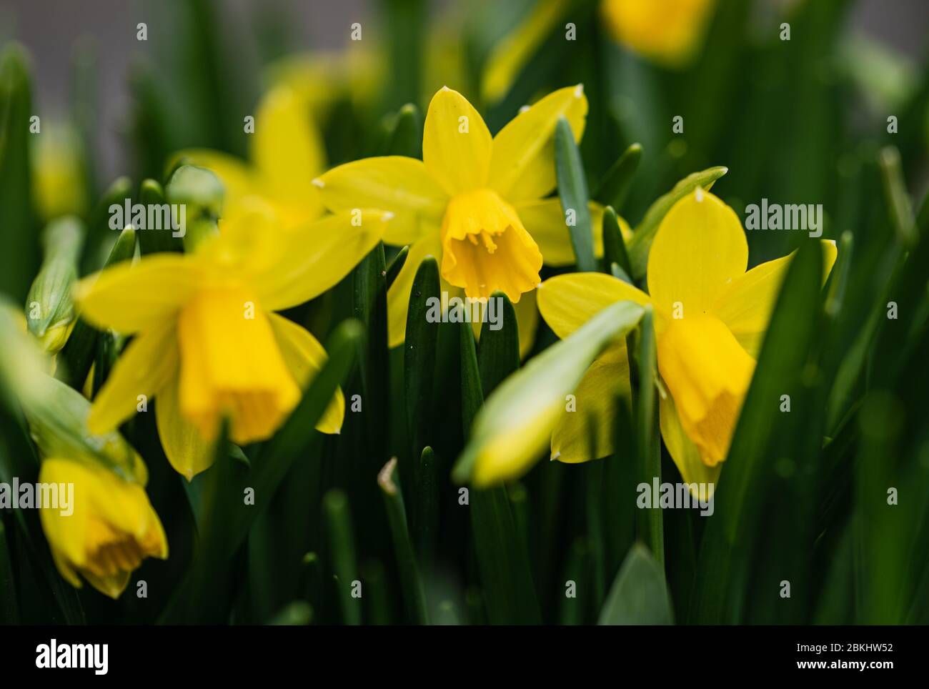 Mini daffodil hi-res stock photography and images - Alamy