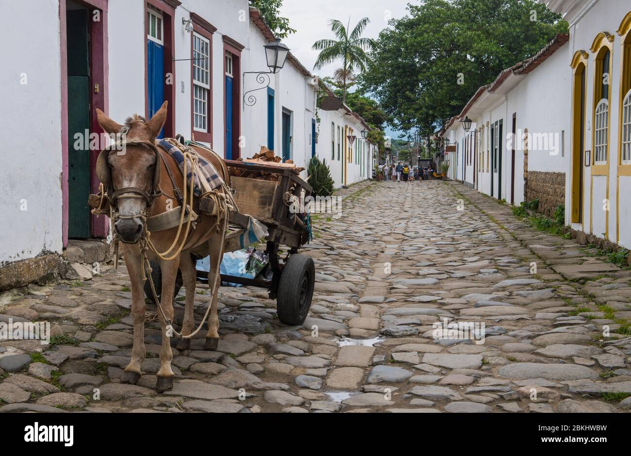 Donkey brazil hi-res stock photography and images - Alamy