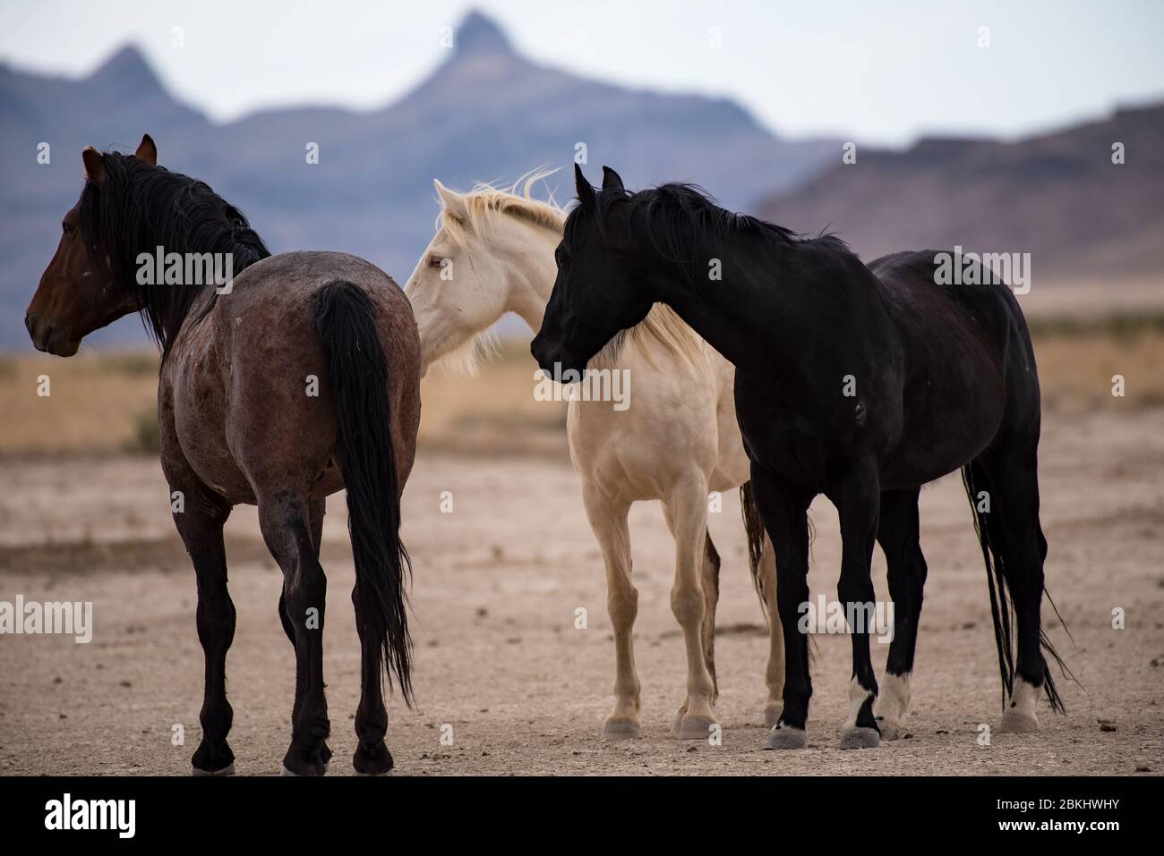 Wild Mustangs roam free on the western desert of Utah, USA. This bard ...