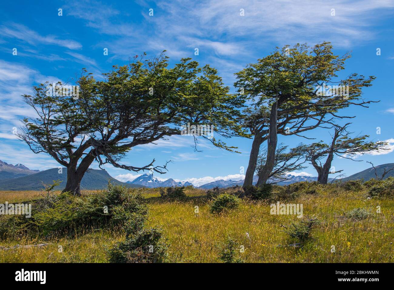 Wind Beaten Tree High Resolution Stock Photography and Images - Alamy