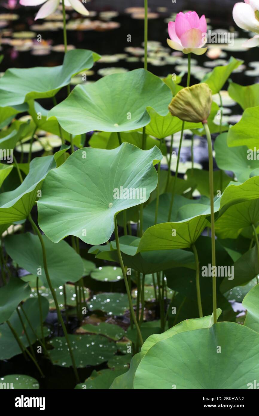 Vibrant Lotus Plants Growing In A Summer Water Garden Stock Photo - Alamy