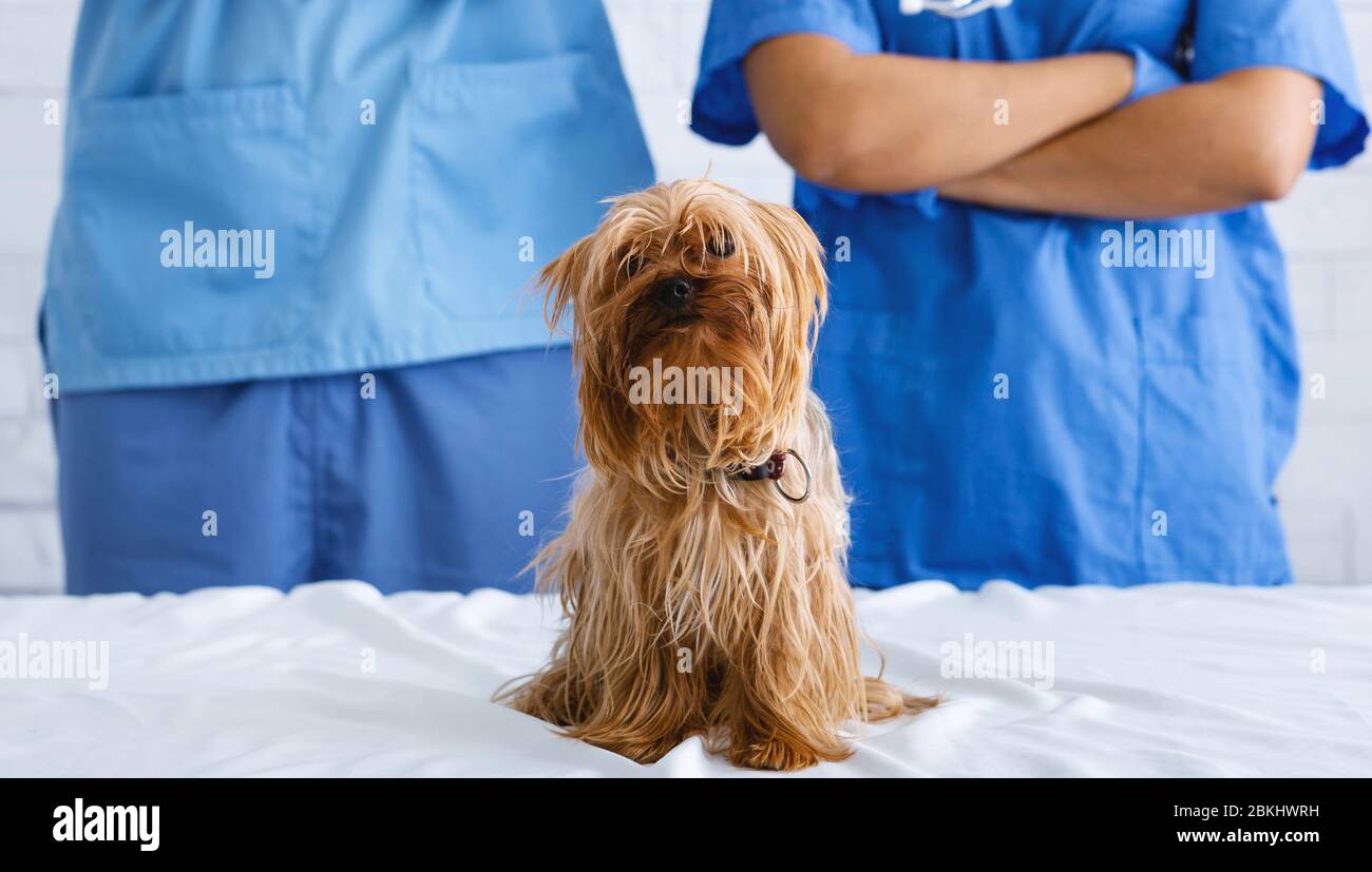Pet care. Cute Yorkshire terrier and unrecognizable vet doctors in ...