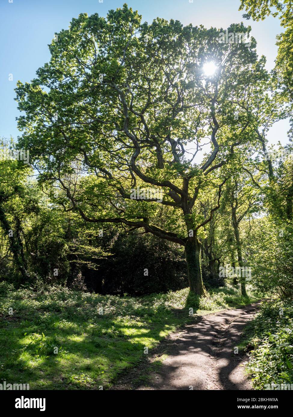 A silhouette of an old ancient majestic tall mature oak tree with sun ...