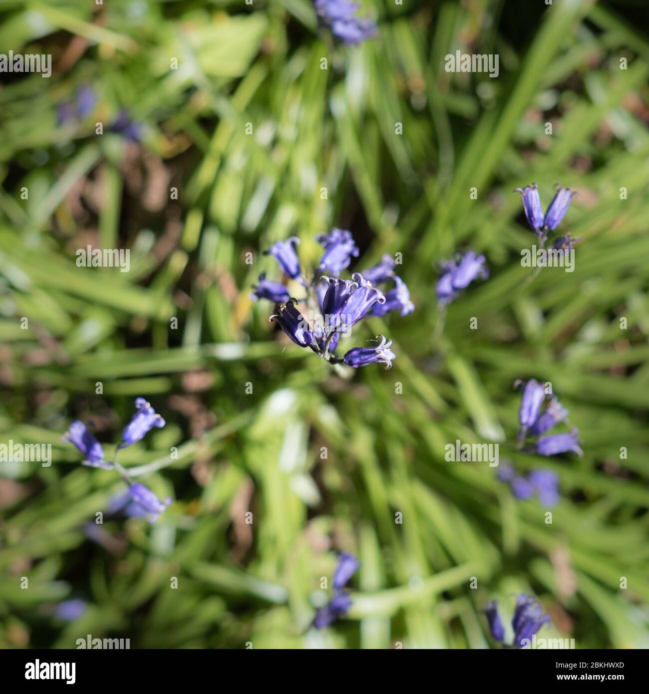Spiral bellflower hi-res stock photography and images - Alamy