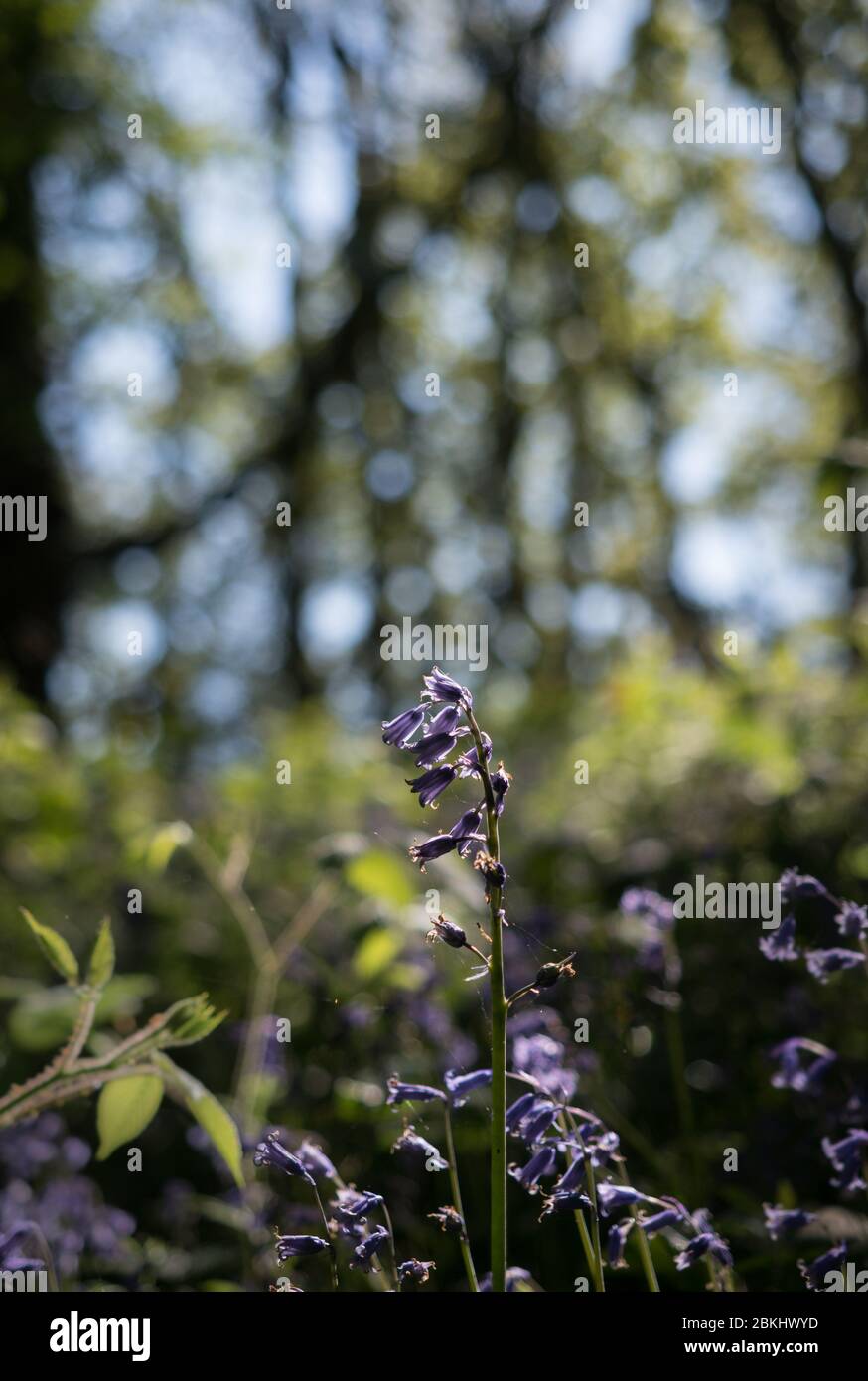 A sprig of bluebells in silhouette against from low down the ground ...